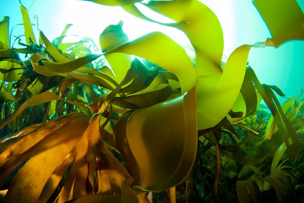 Essity in EU flagship project PROTEUS to develop bio-based super ...